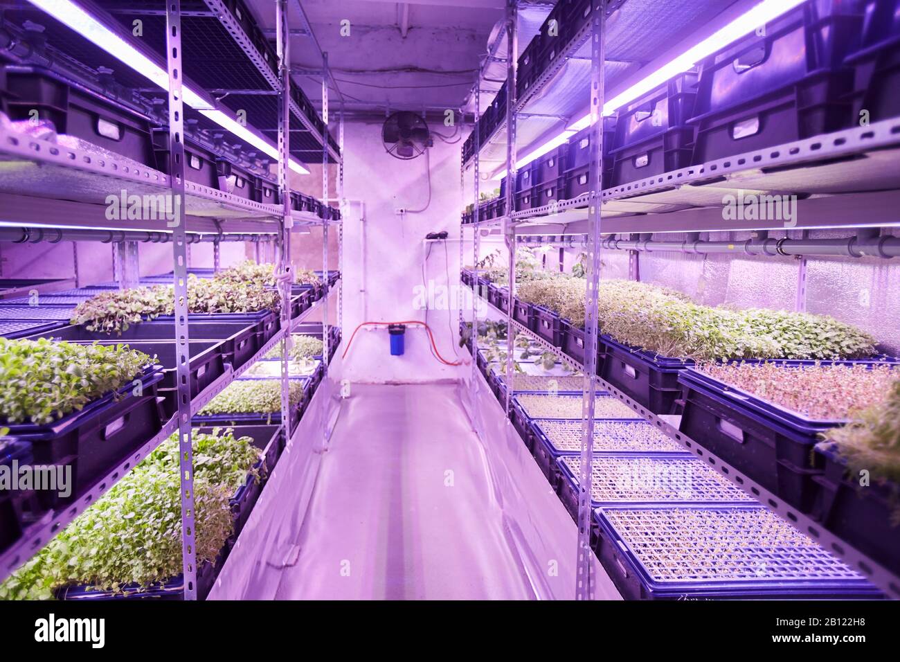 Image of greenhouse with seedlings and future harvest on the shelves ...