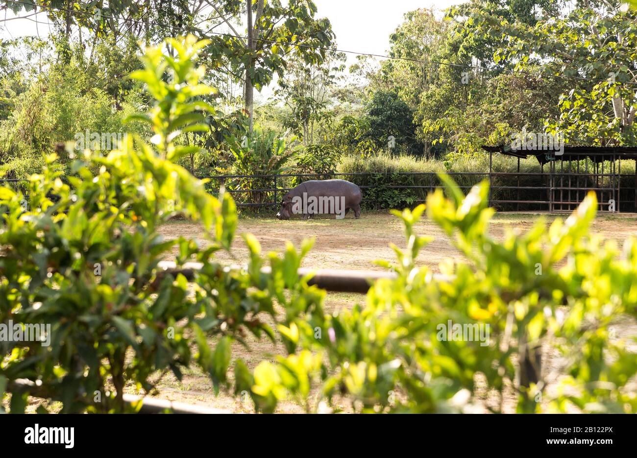 Wonderful Wildlife Landscapes at Ukumari Biopark in Pereira, Colombia ...