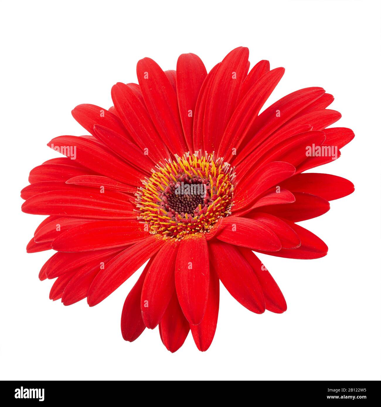 Red gerbera flower head isolated on white background closeup. File ...