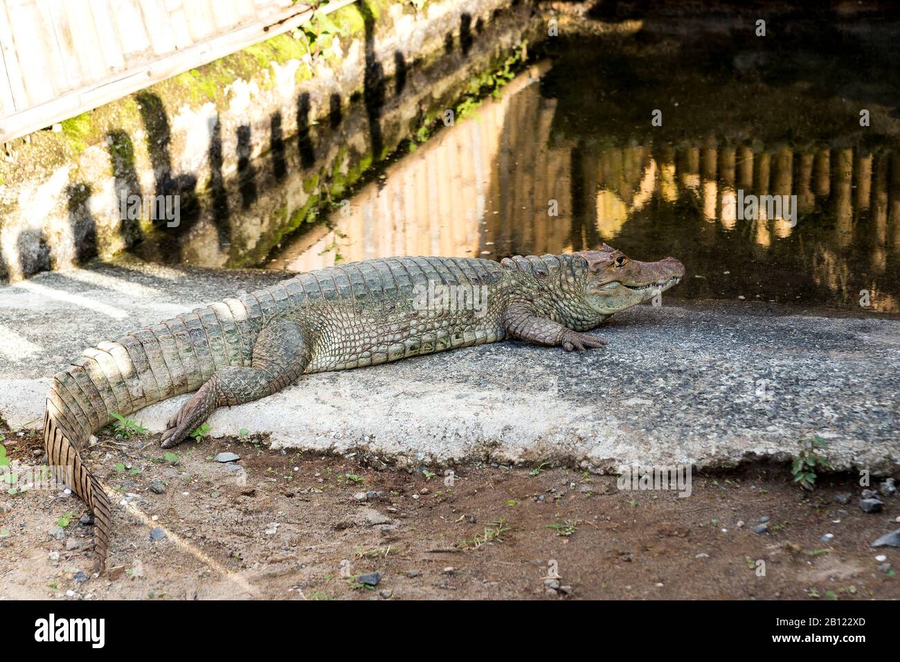 Wonderful Wildlife Landscapes at Ukumari Biopark in Pereira, Colombia ...