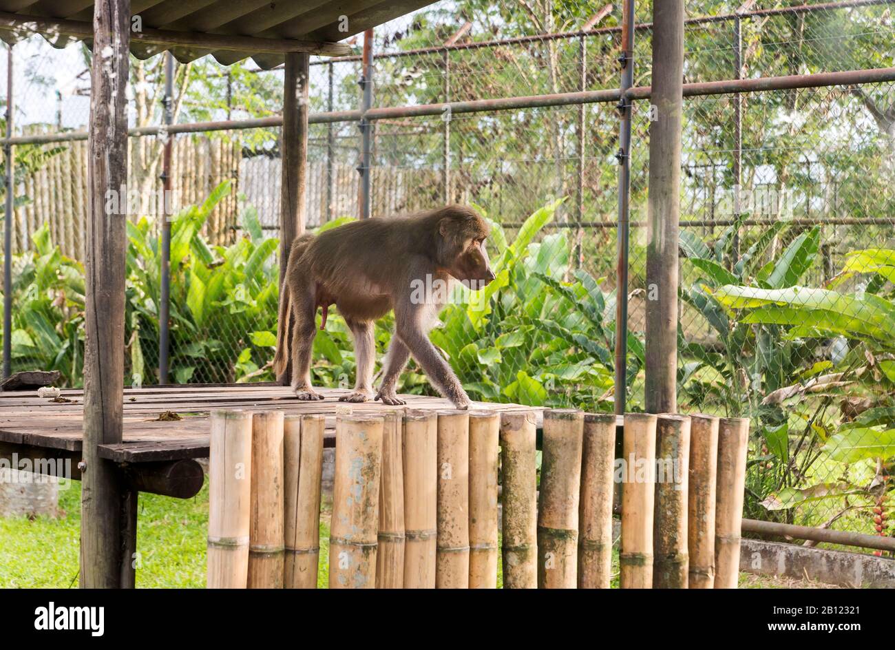 Wonderful Wildlife Landscapes at Ukumari Biopark in Pereira, Colombia ...