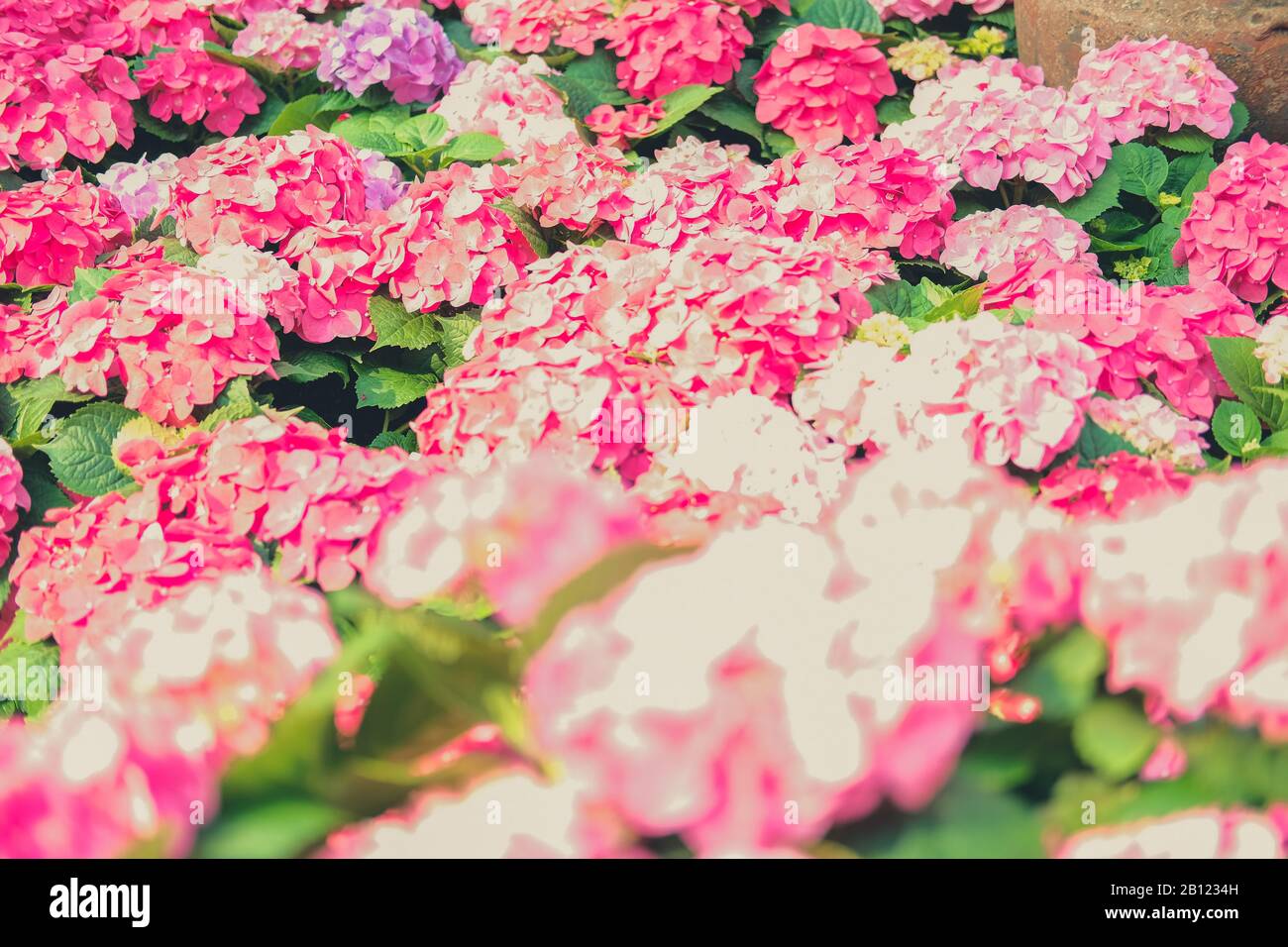 blooming pink hydrangea macrophylla growing in flower garden Stock Photo - Alamy