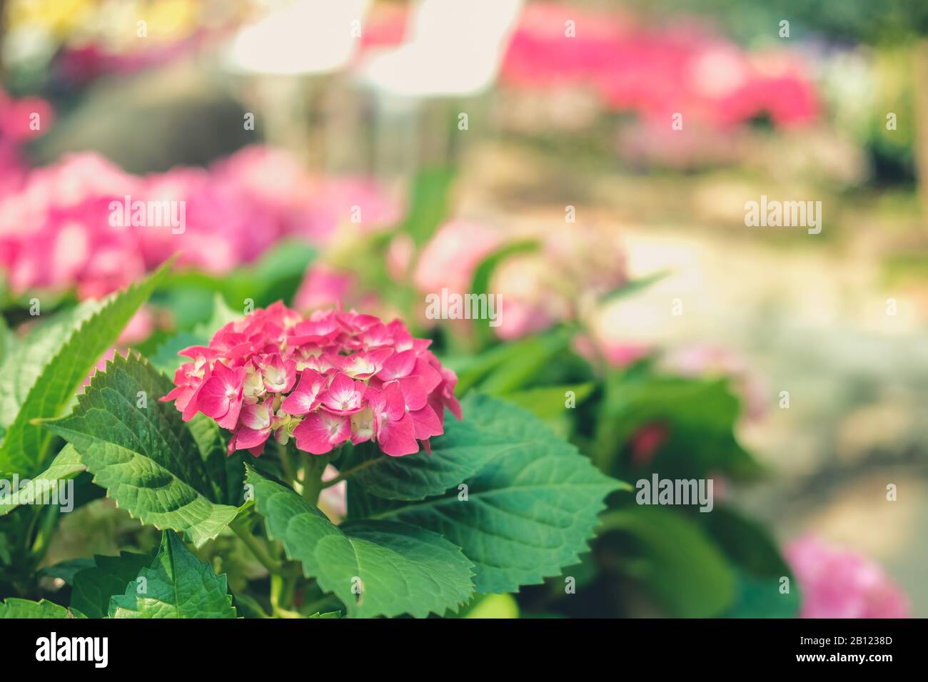 blooming pink hydrangea macrophylla growing in flower garden Stock Photo - Alamy