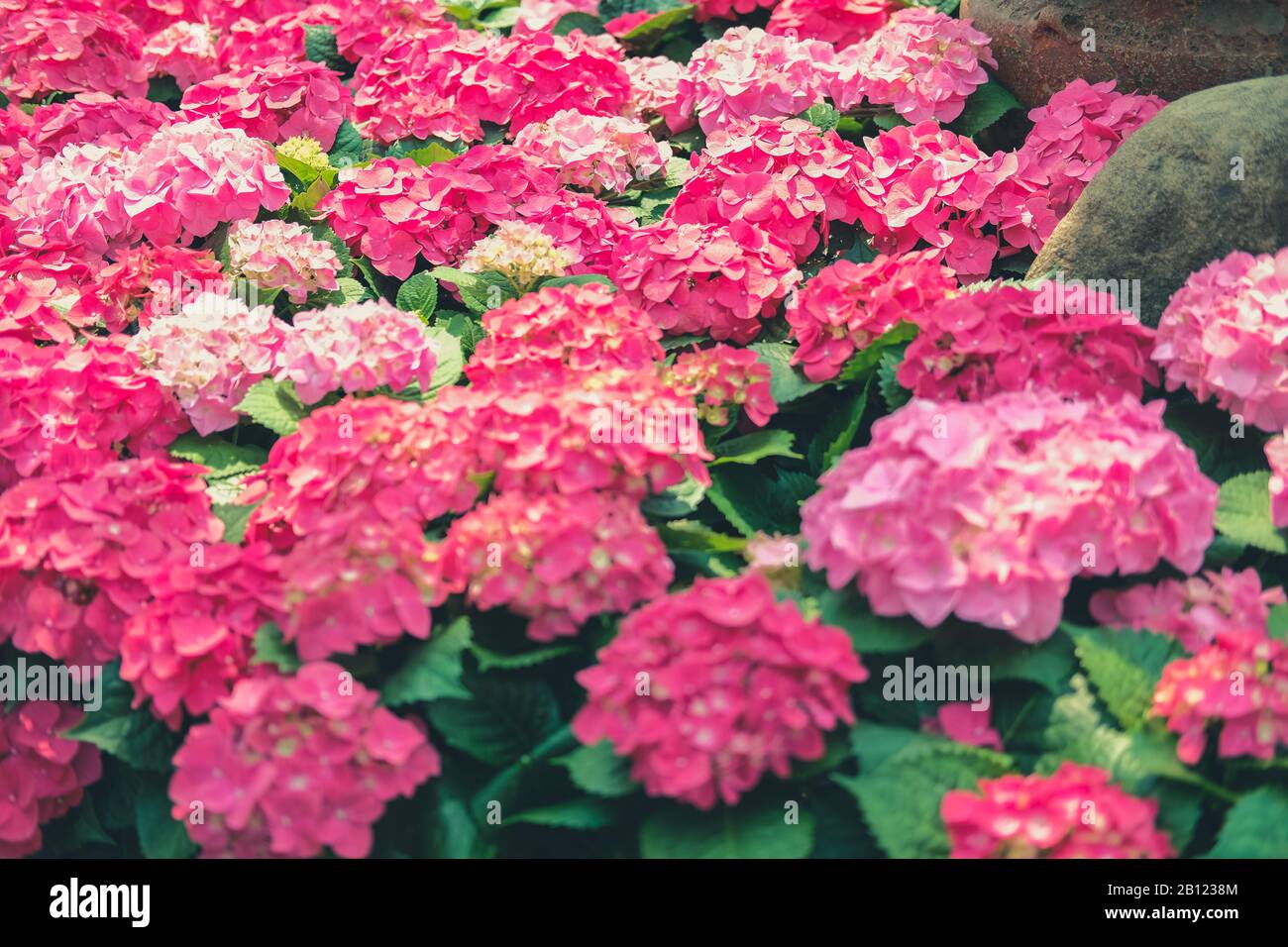 blooming pink hydrangea macrophylla growing in flower garden Stock Photo - Alamy