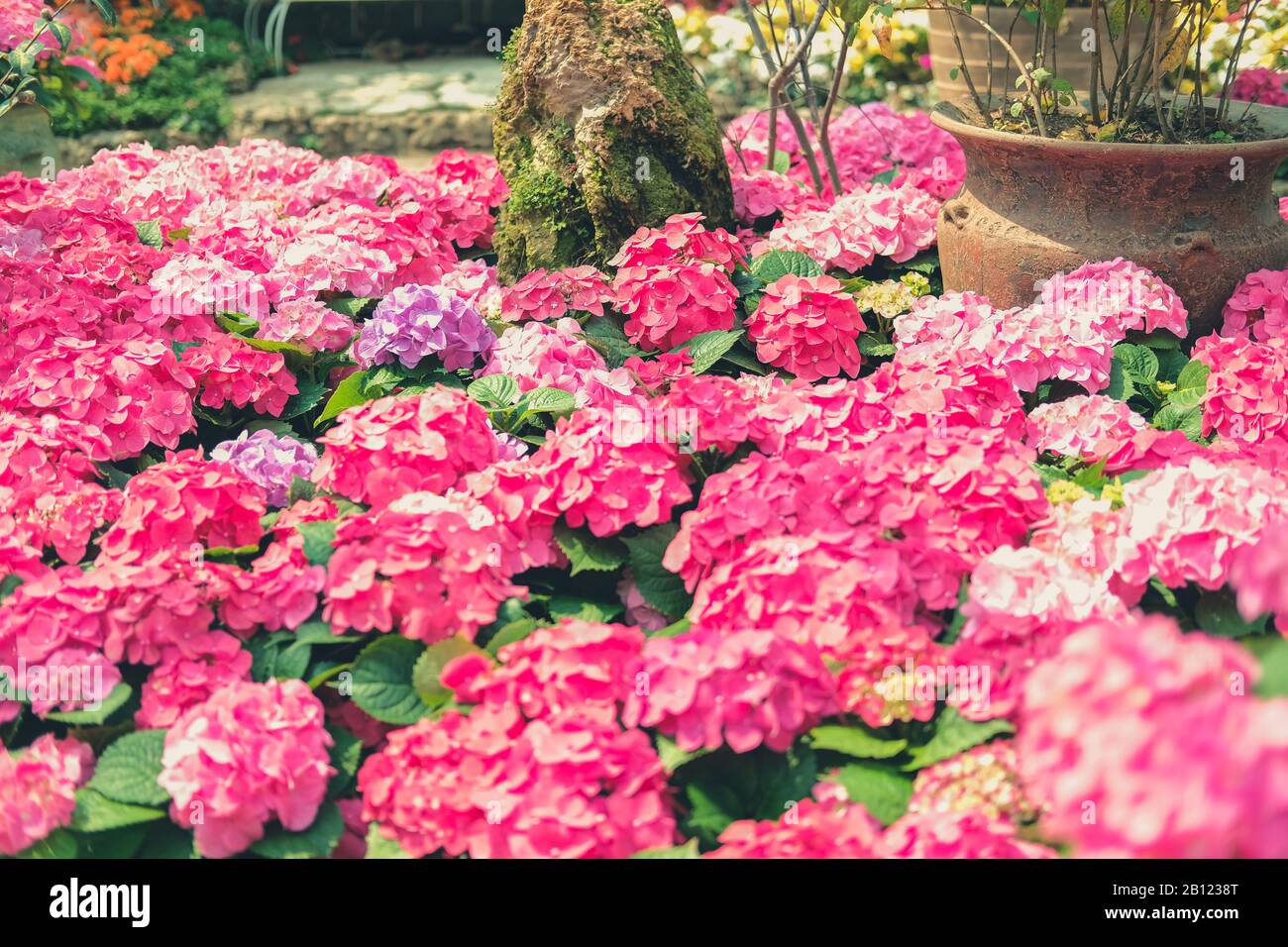 blooming pink hydrangea macrophylla growing in flower garden Stock Photo - Alamy