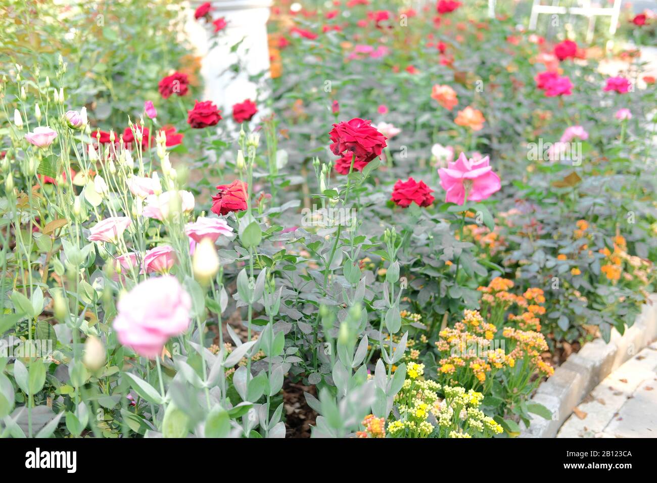 blooming rose growing in flower garden. roses plant in park Stock Photo ...