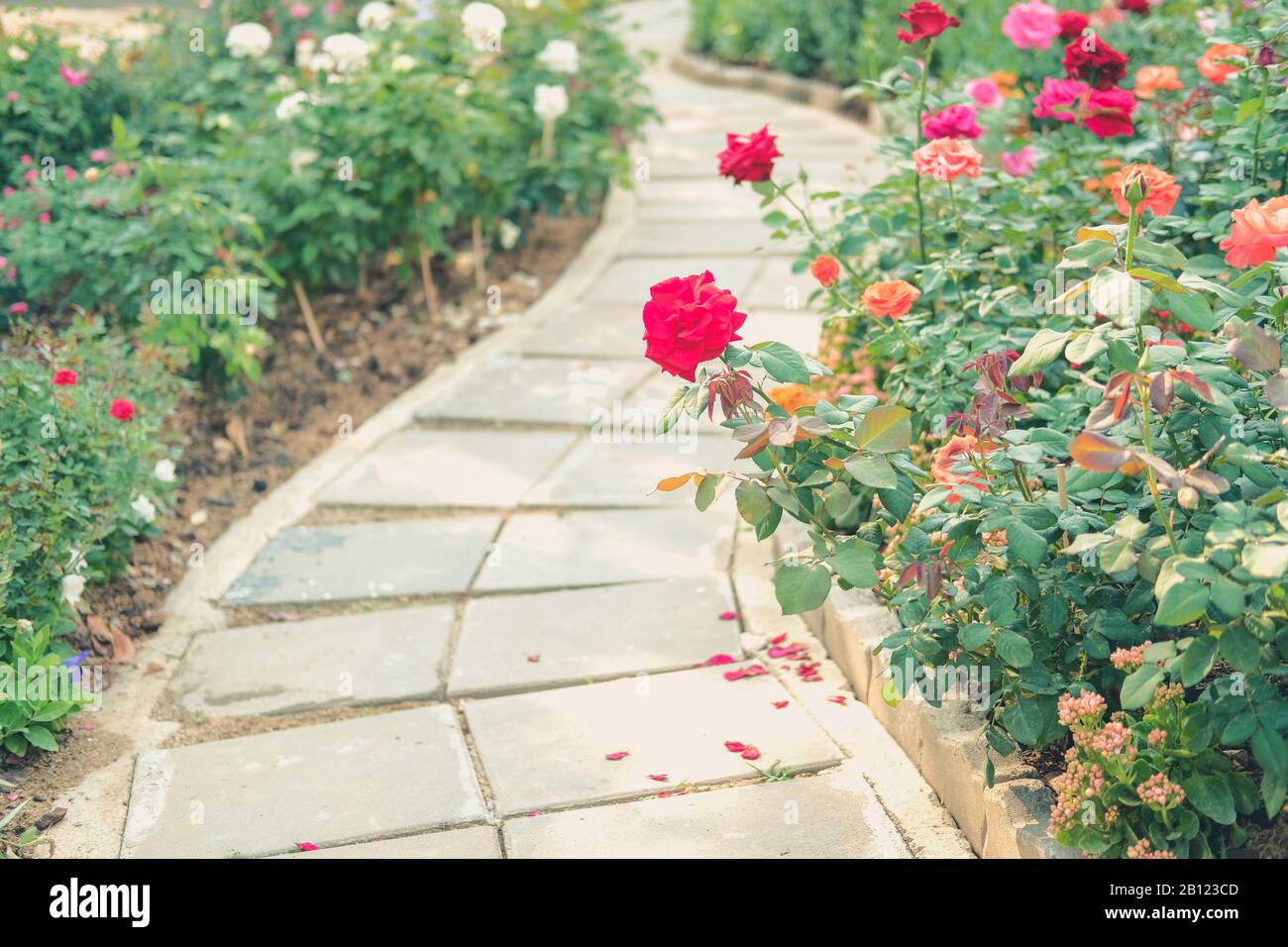 blooming rose growing in flower garden. roses plant in park Stock Photo ...