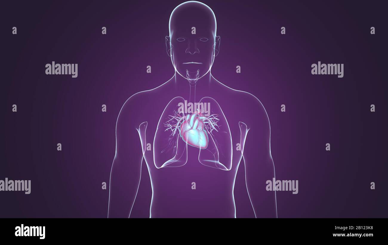 3d render of male human heart anatomy system Stock Photo - Alamy