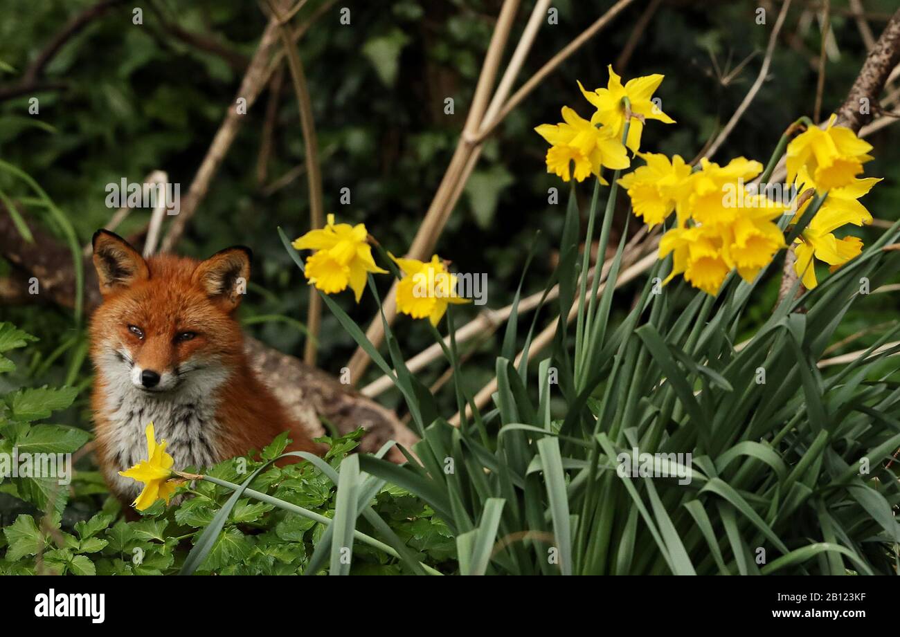 A fox among daffodils on the banks of the Dodder river in Dublin Stock ...