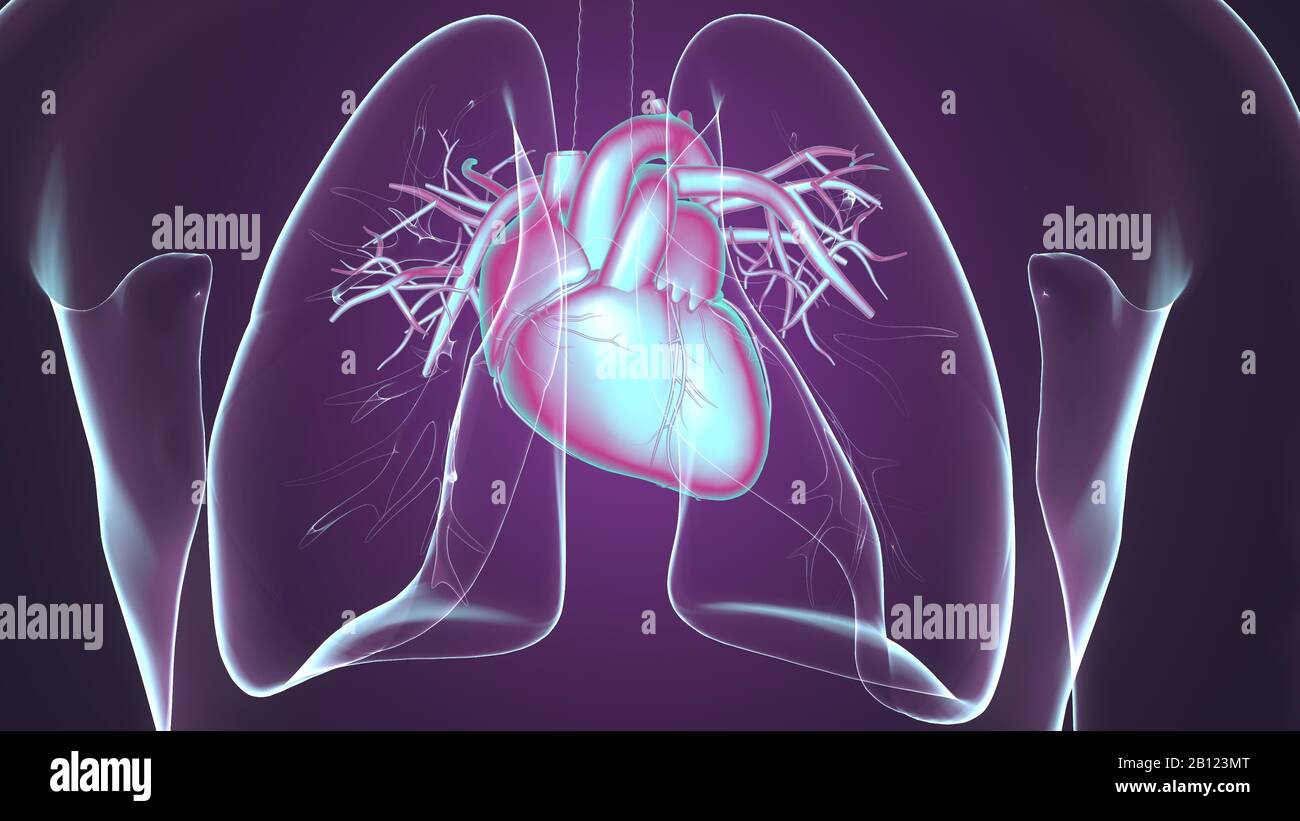 3d render of male human heart anatomy system Stock Photo - Alamy