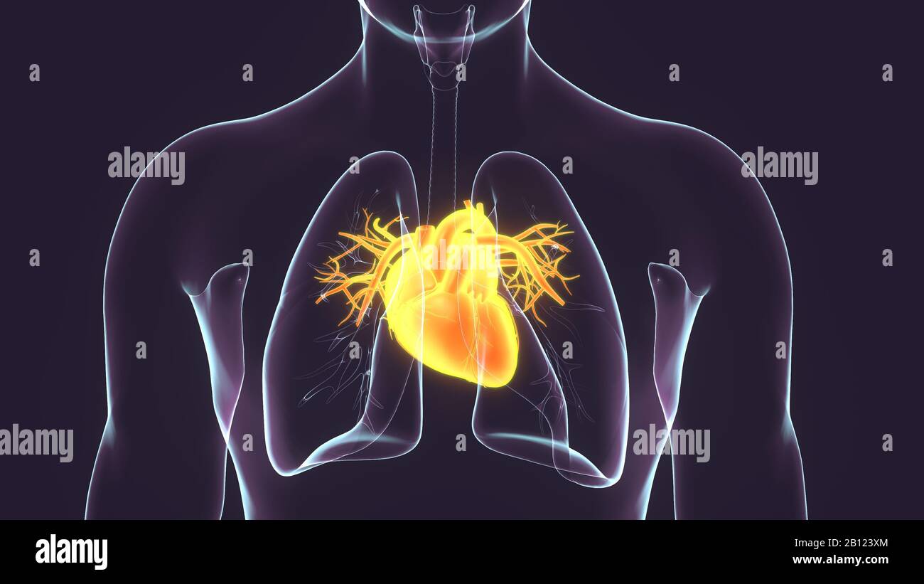 3d render of male human heart anatomy system Stock Photo - Alamy