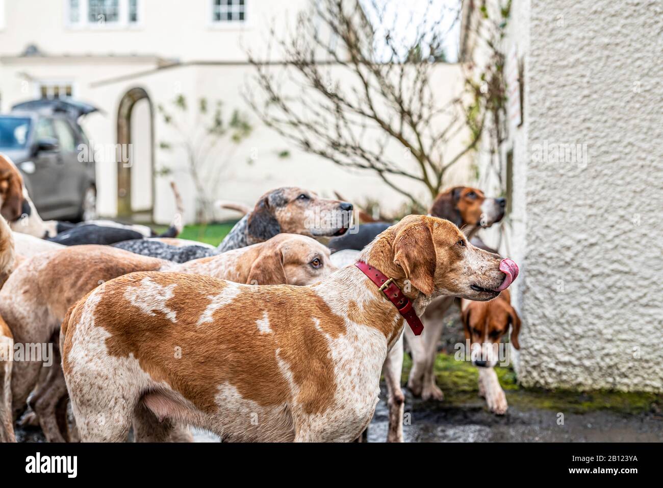 Fitted Collar High Resolution Stock Photography and Images - Alamy