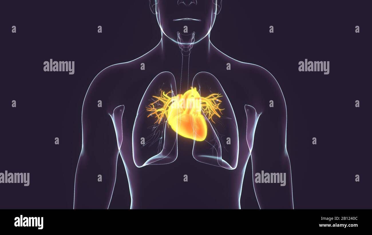 3d render of male human heart anatomy system Stock Photo - Alamy