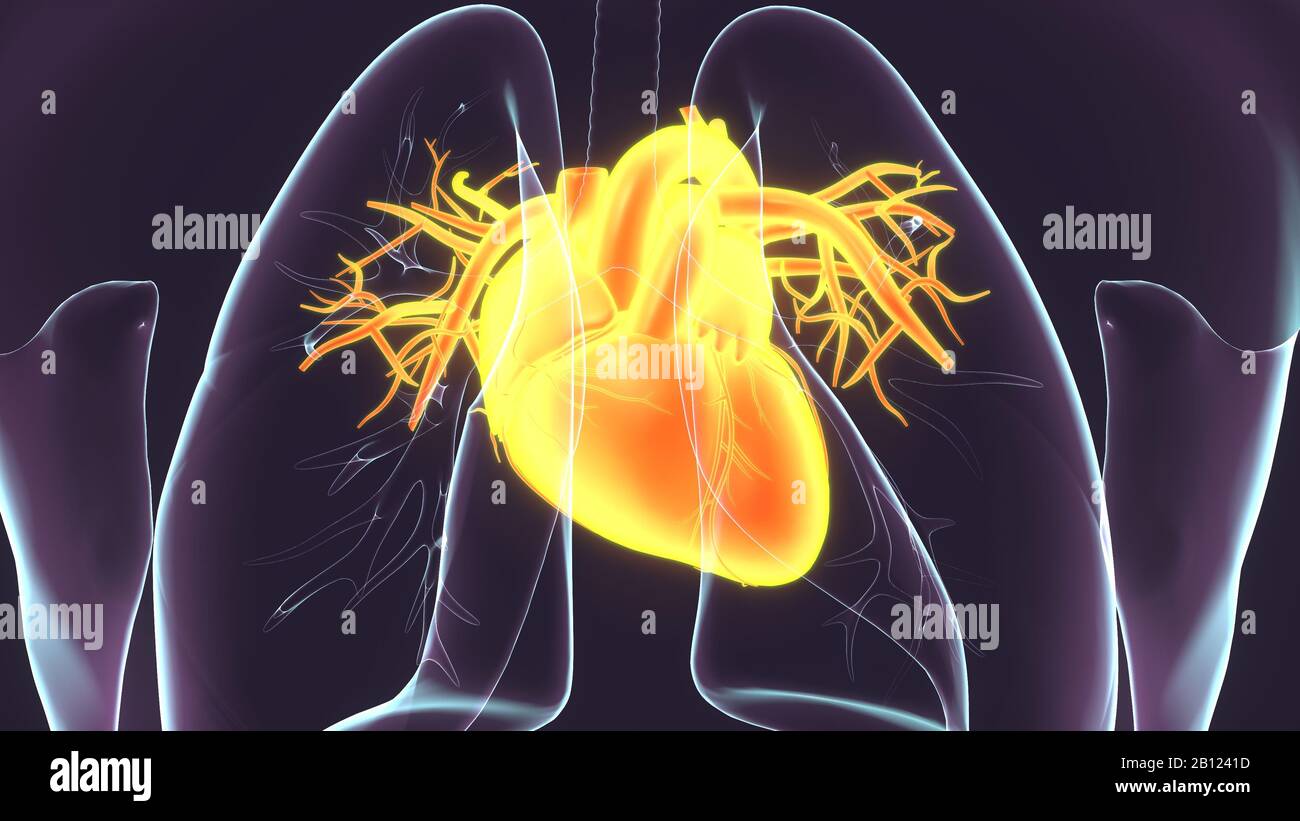 3d render of male human heart anatomy system Stock Photo - Alamy