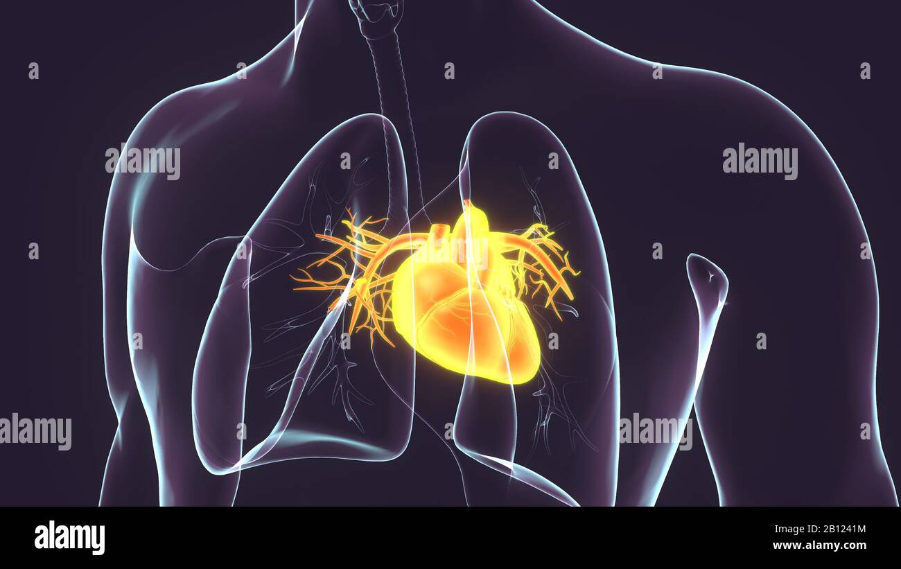 Human heart x ray hi-res stock photography and images - Alamy