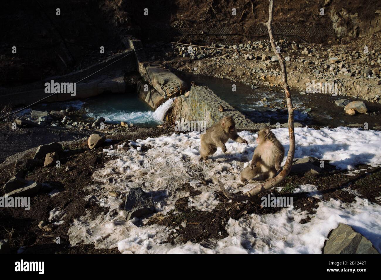 Monkeys play at the Jigokudani Yaen-koen.Jigokudani Yaen-koen was ...