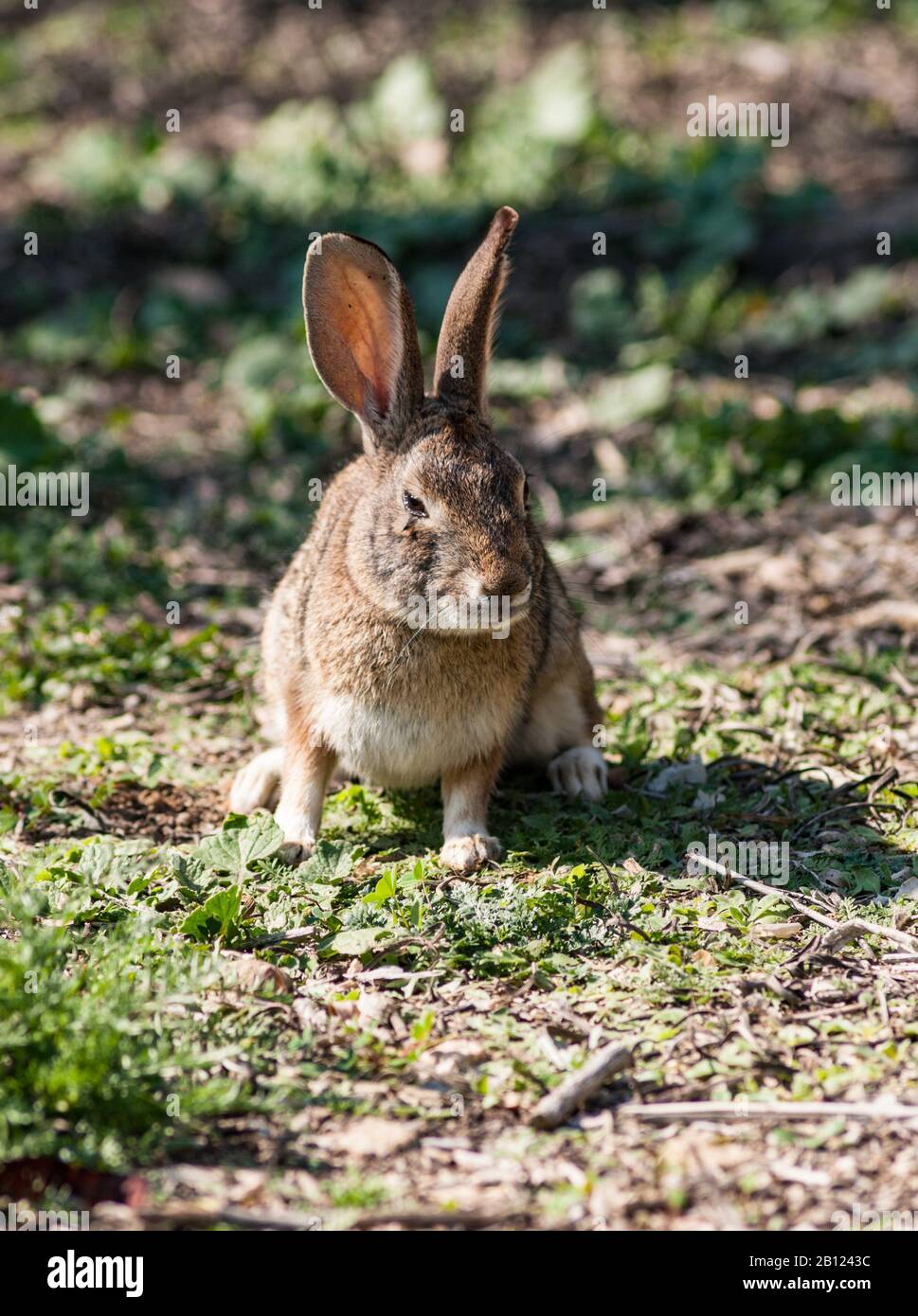 Brush rabbit hi-res stock photography and images - Alamy