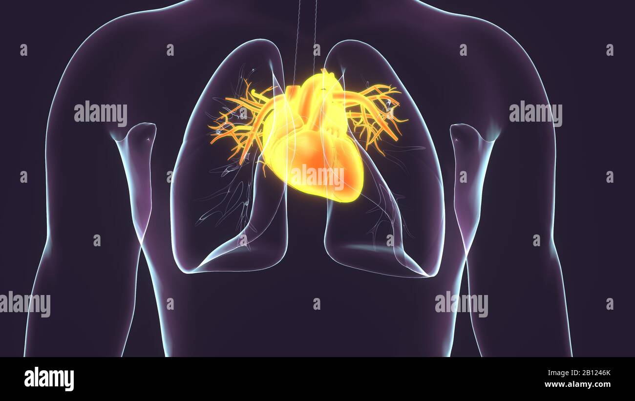 3d render of male human heart anatomy system Stock Photo - Alamy