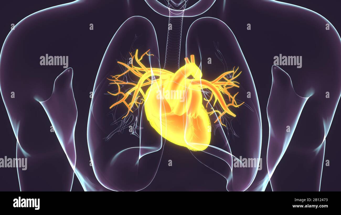 3d render of male human heart anatomy system Stock Photo - Alamy