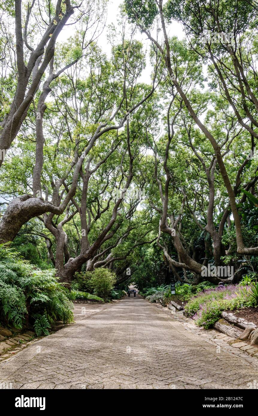 Botanical Garden, Cape Town, Western Cape, South Africa, Africa Stock ...