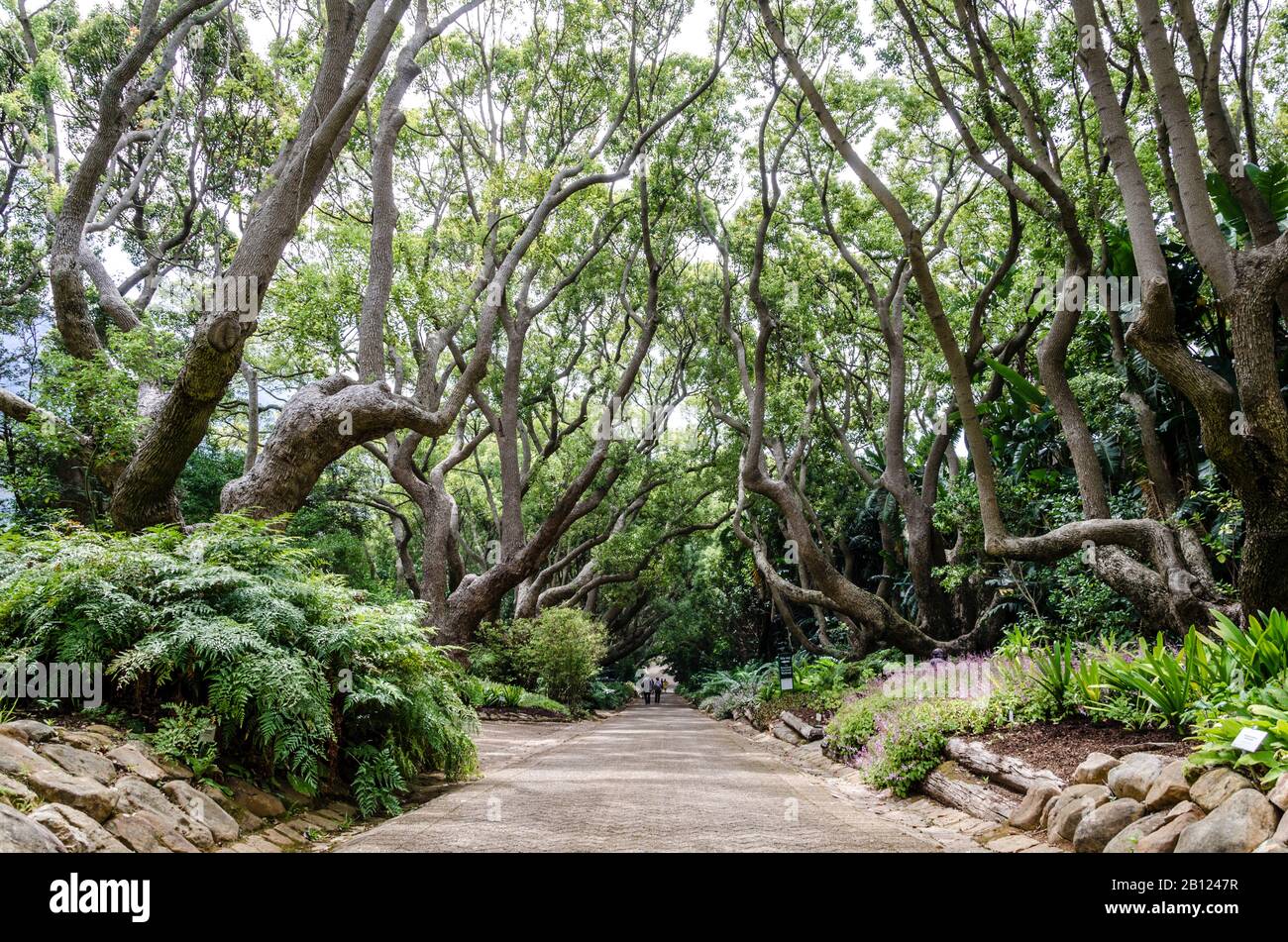 Botanical Garden, Cape Town, Western Cape, South Africa, Africa Stock ...