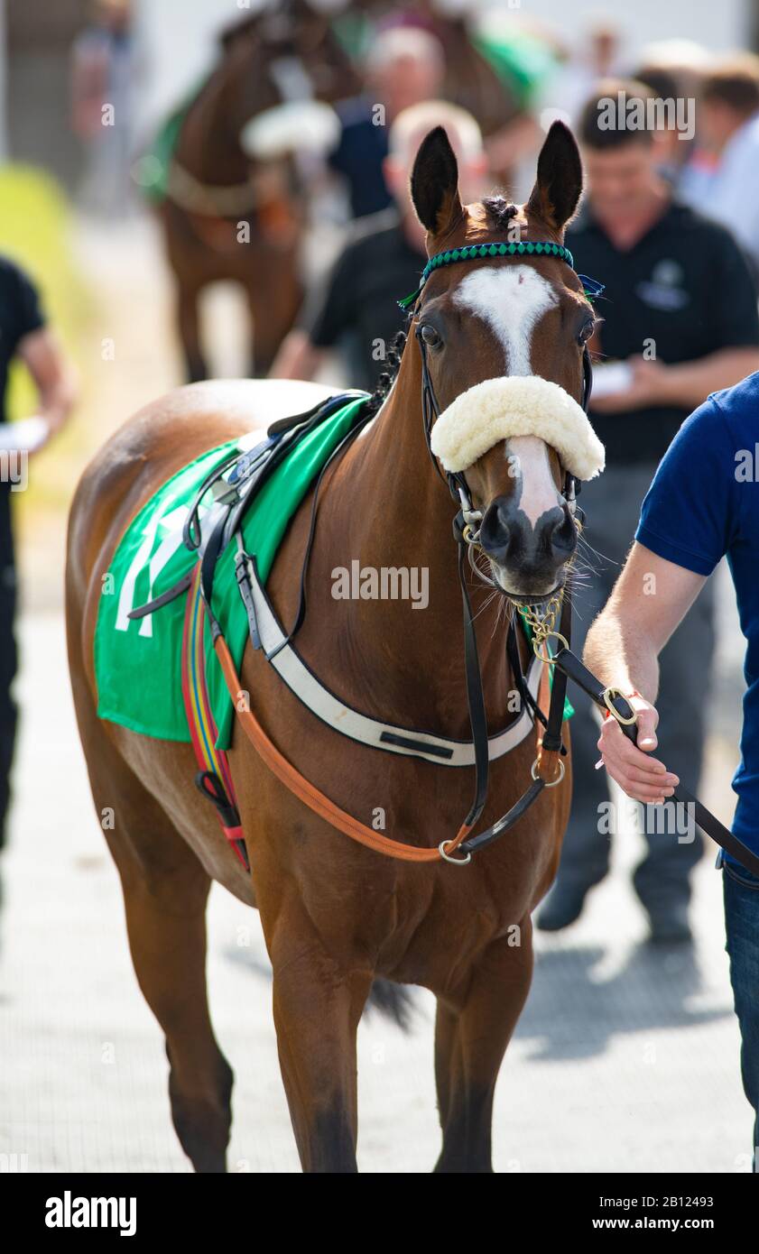 Race horse walking towards the parade ring Stock Photo - Alamy