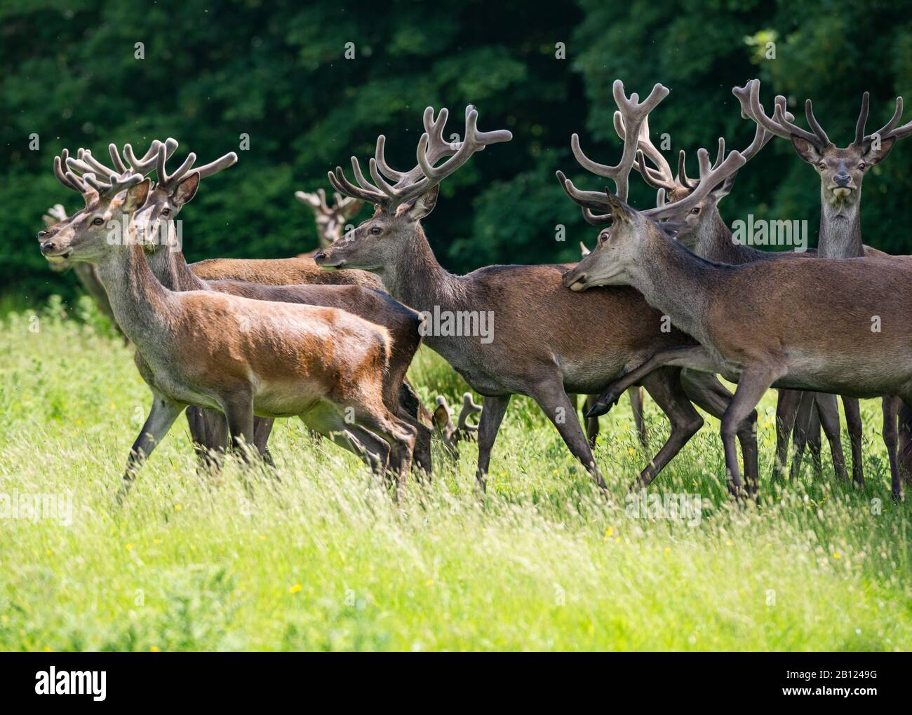 heard of red deer coming out of the forest tree line in Killarney ...