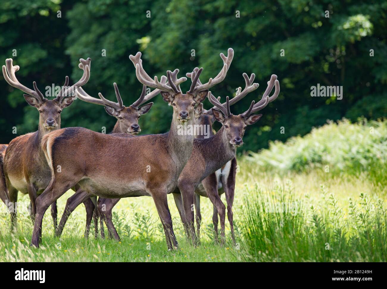 Killarney national park wildlife hi-res stock photography and images ...