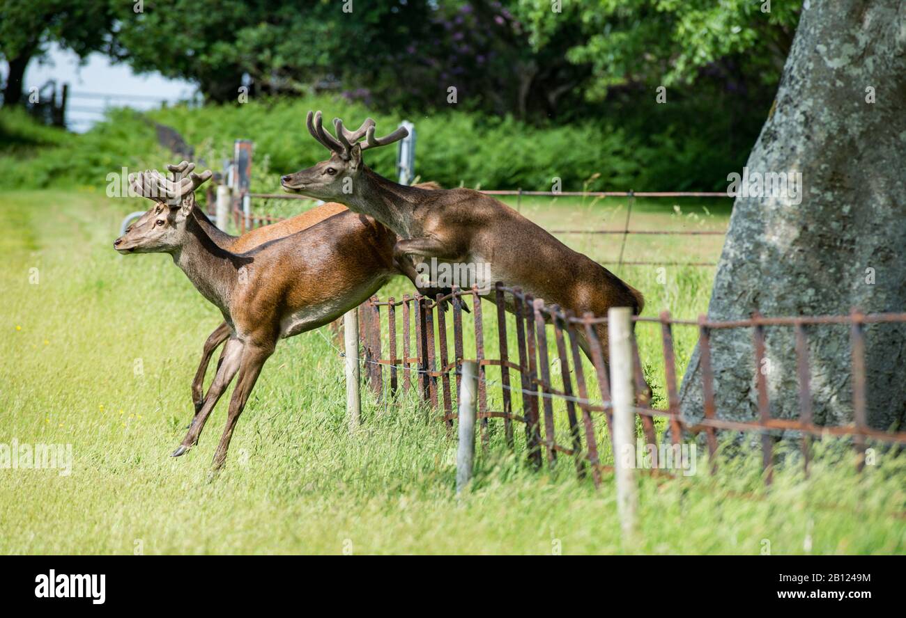 Buck jumping over hi-res stock photography and images - Alamy
