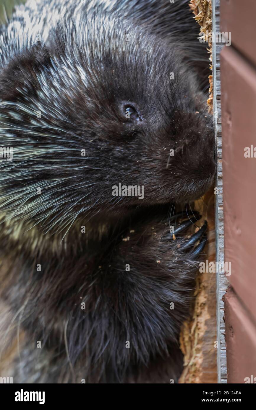 Erethizen dorsatum hi-res stock photography and images - Alamy