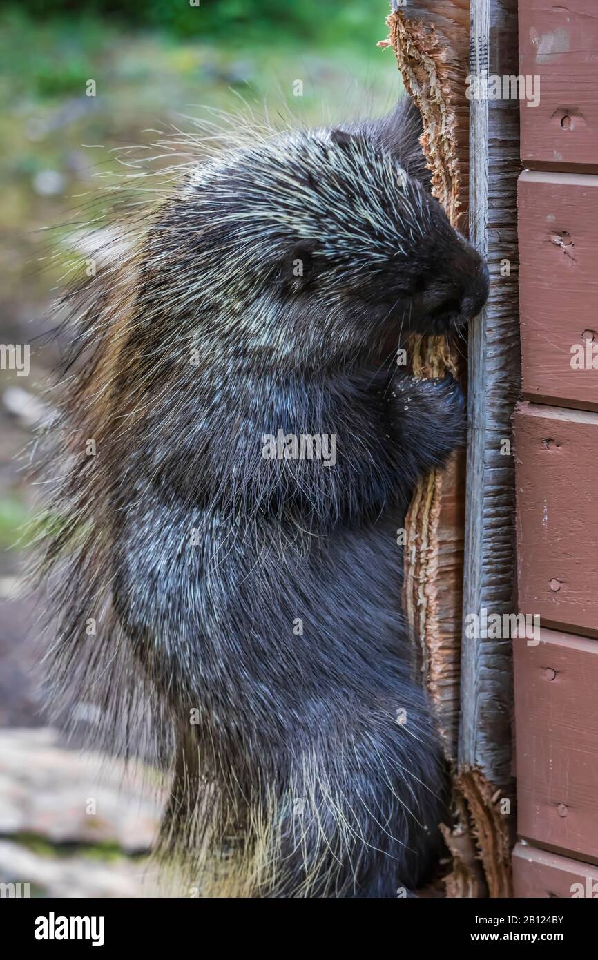 North American Porcupine, Erethizen dorsatum, chewing on plywood behind ...