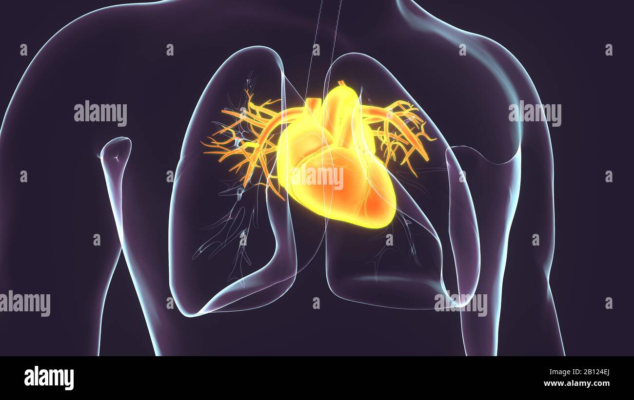 3d render of male human heart anatomy system Stock Photo - Alamy