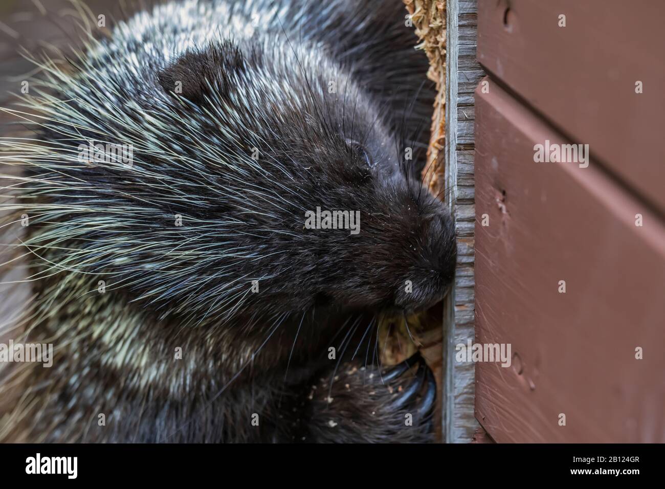North American Porcupine, Erethizen dorsatum, chewing on plywood behind ...