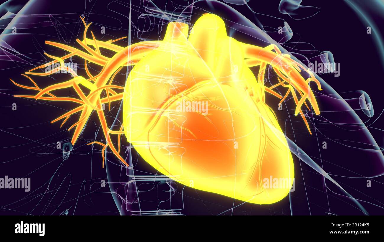 3d render of male human heart anatomy system Stock Photo - Alamy