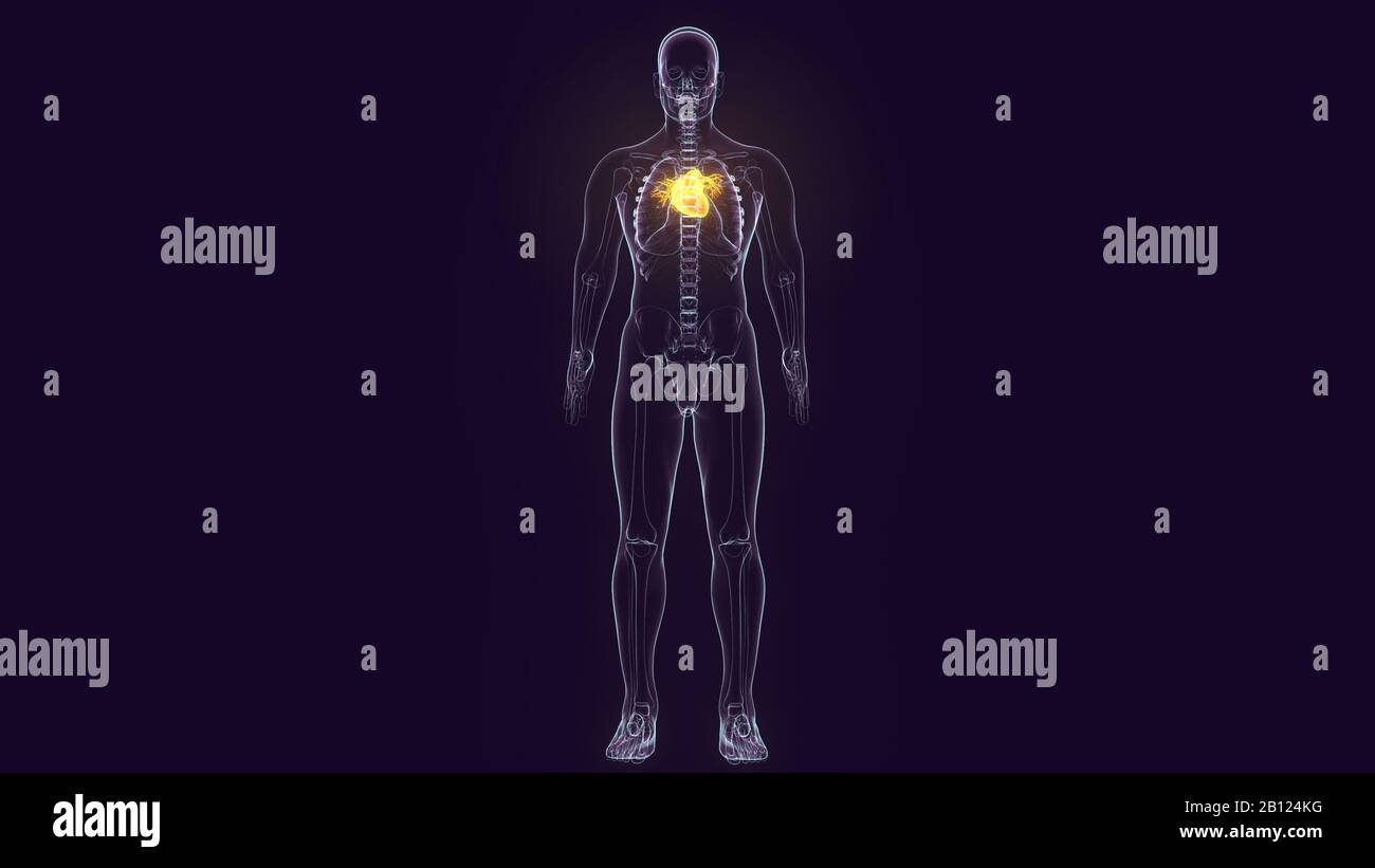 3d render of male human heart anatomy system Stock Photo - Alamy