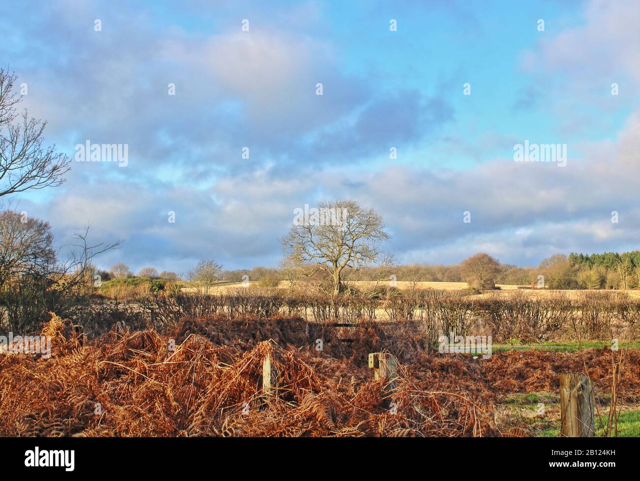 Tree and field near wood and blue sky with clouds with fence line on ...