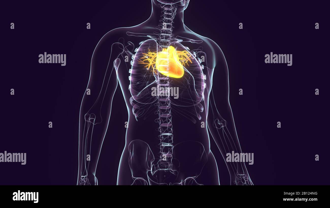 3d render of male human heart anatomy system Stock Photo - Alamy