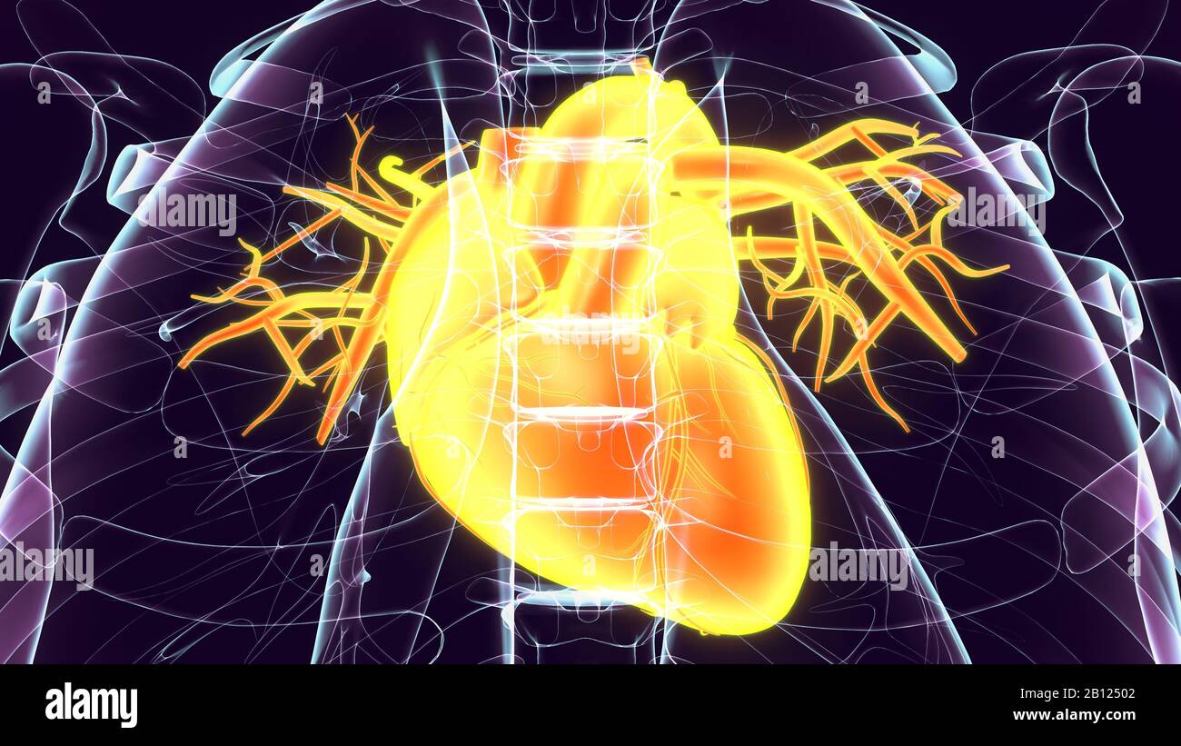 3d human body and heart anatomy hi-res stock photography and images - Alamy