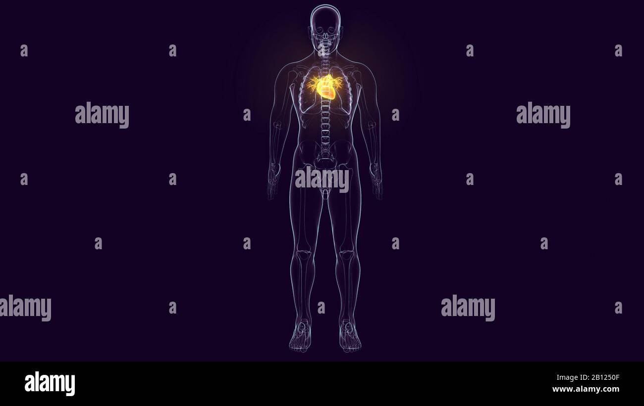 3d render of male human heart anatomy system Stock Photo - Alamy
