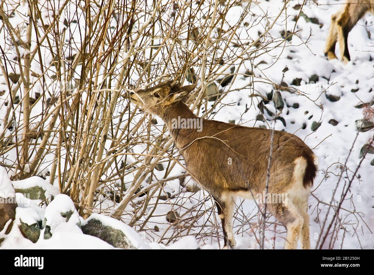 Blue himalayan hi-res stock photography and images - Alamy