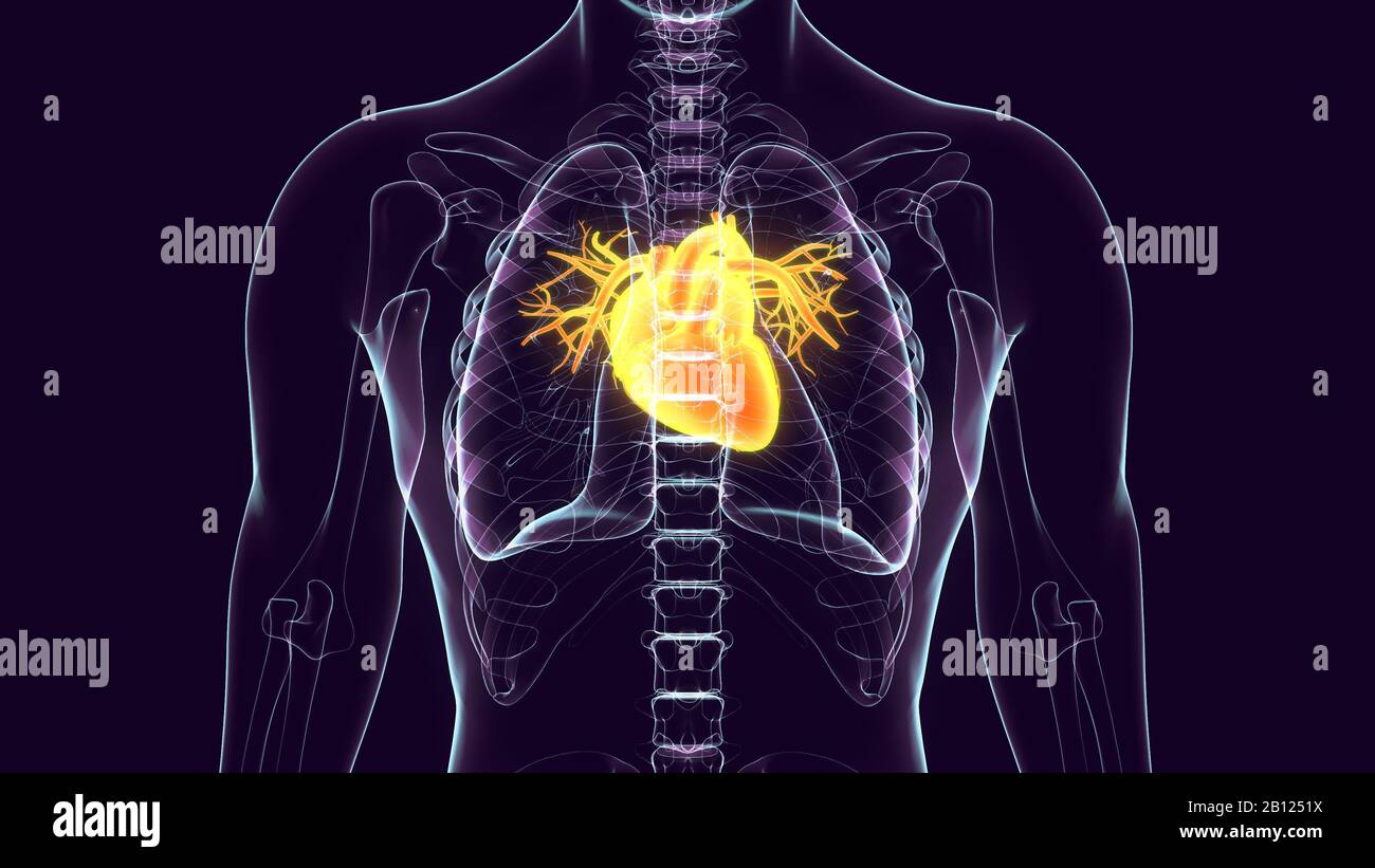 Heart anatomy hi-res stock photography and images - Alamy