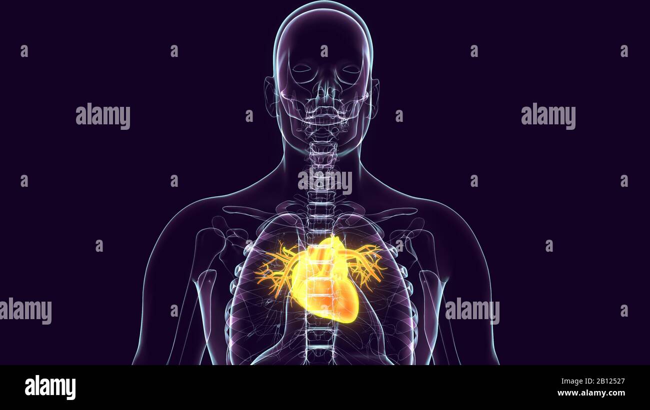 3d render of male human heart anatomy system Stock Photo - Alamy