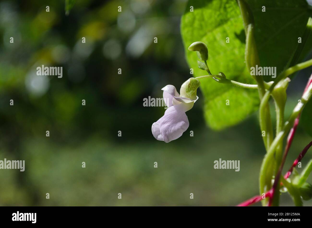 String bean flower hi-res stock photography and images - Alamy