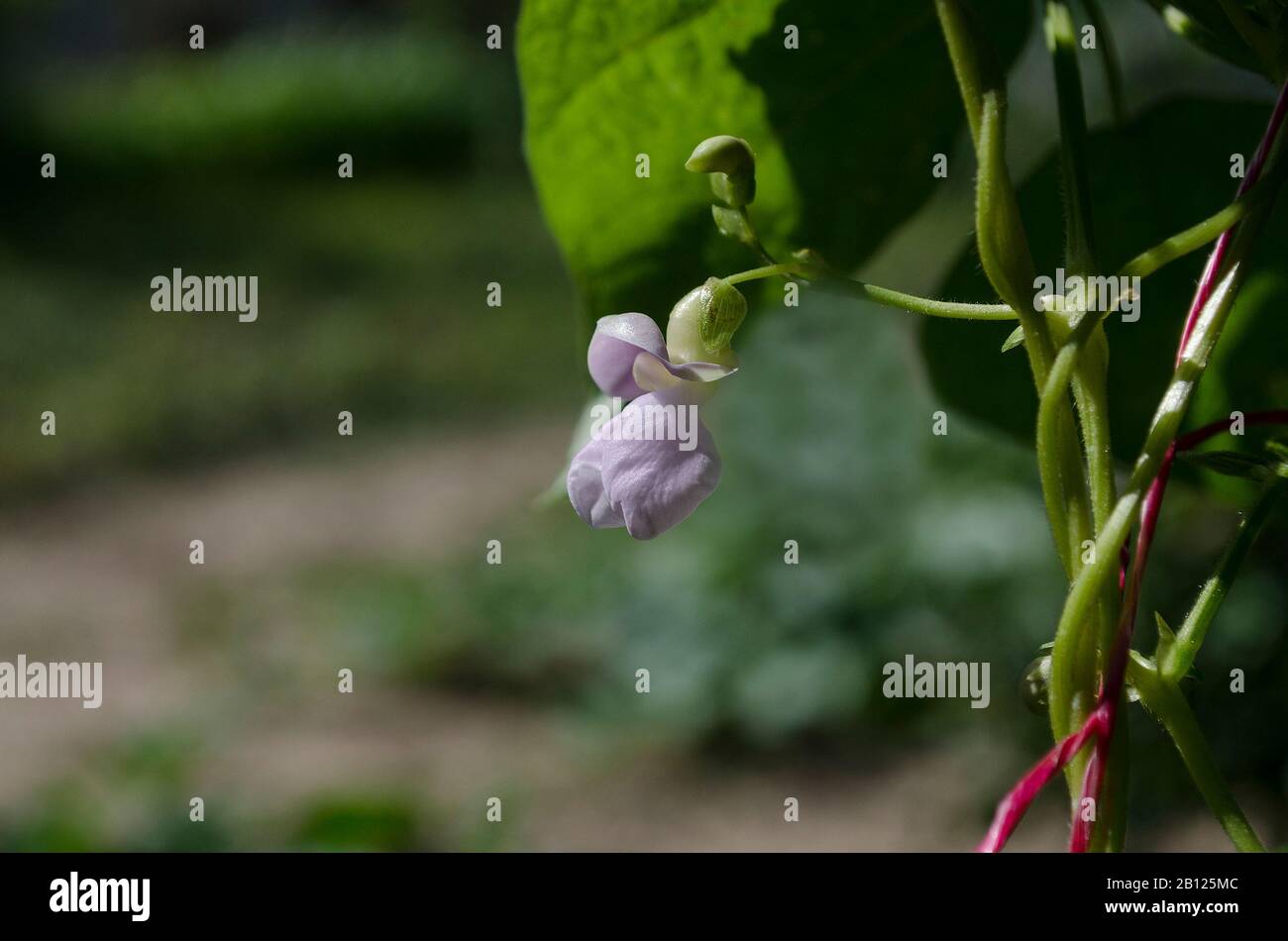 Bean stalks hi-res stock photography and images - Alamy