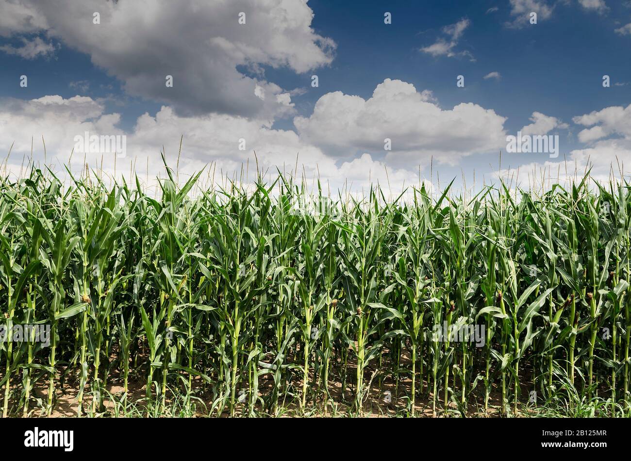 Green corn field in eastern hi-res stock photography and images - Alamy
