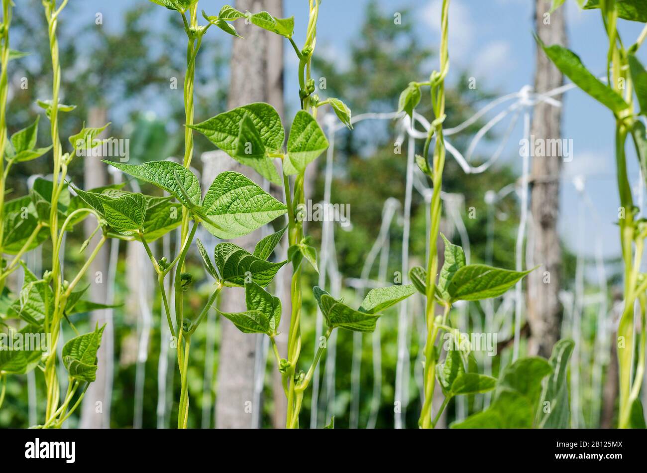 String bean lush vegetable garden hi-res stock photography and images ...