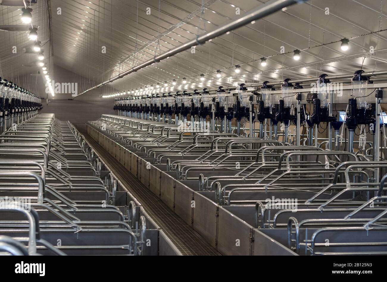 Construction of a pig farm. Food production. Farm interior Stock Photo ...