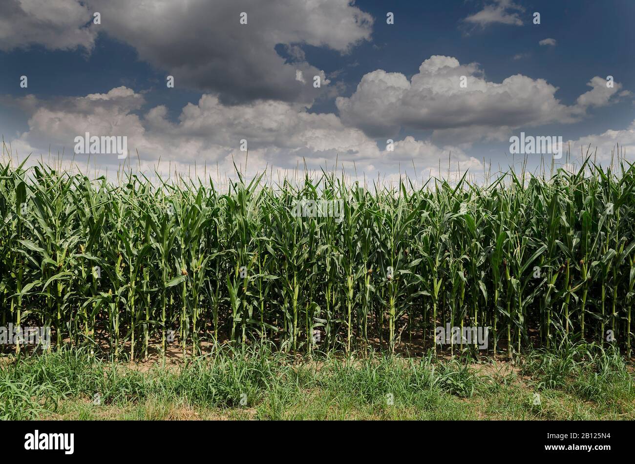 Green corn field in eastern hi-res stock photography and images - Alamy