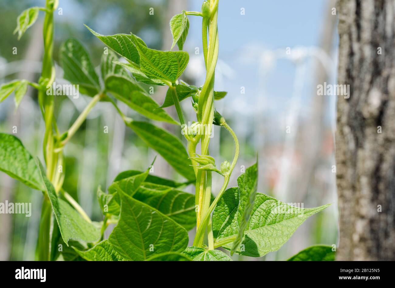 Bean stalks hi-res stock photography and images - Alamy