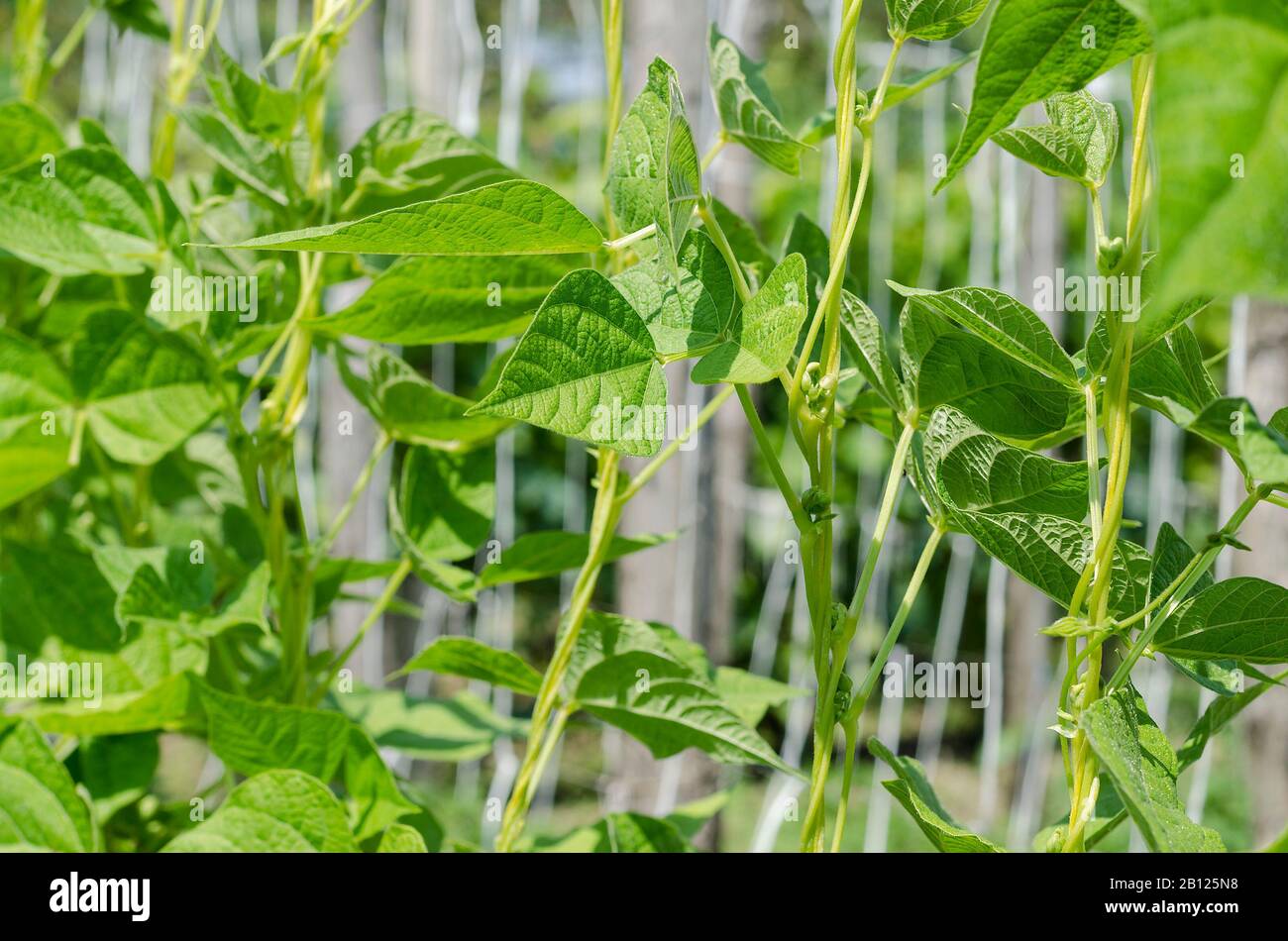 String bean bloom hi-res stock photography and images - Alamy